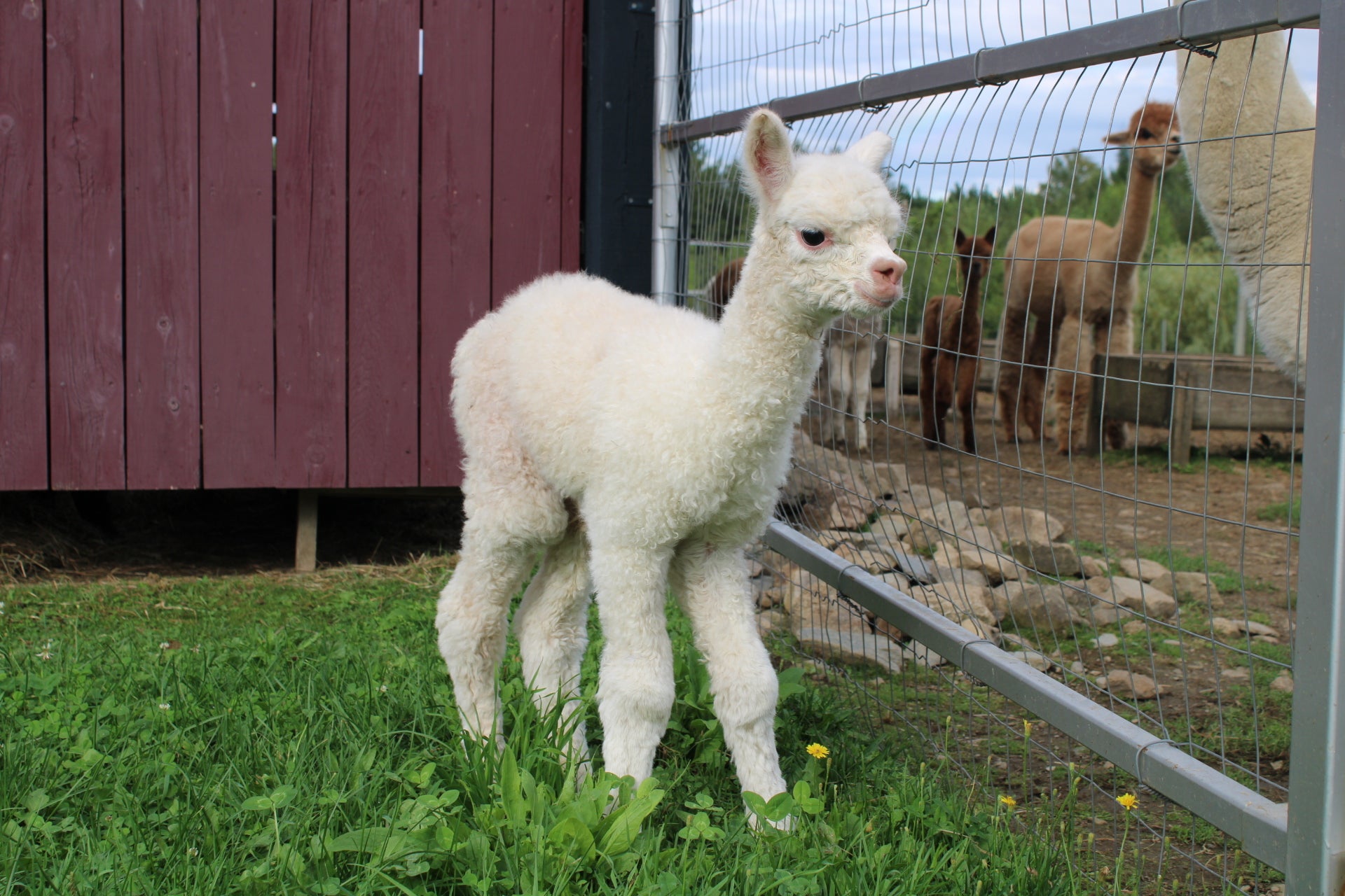 Noble Albatros du DNA – Domaine des Nobles Alpagas
