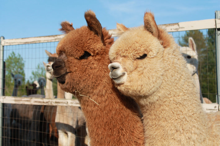 Domaine des Nobles Alpagas | Éleveur et produits de fibre d'alpagas