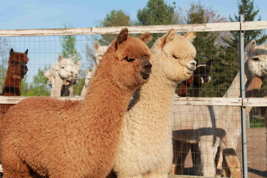Domaine des Nobles Alpagas | Éleveur et produits de fibre d'alpagas