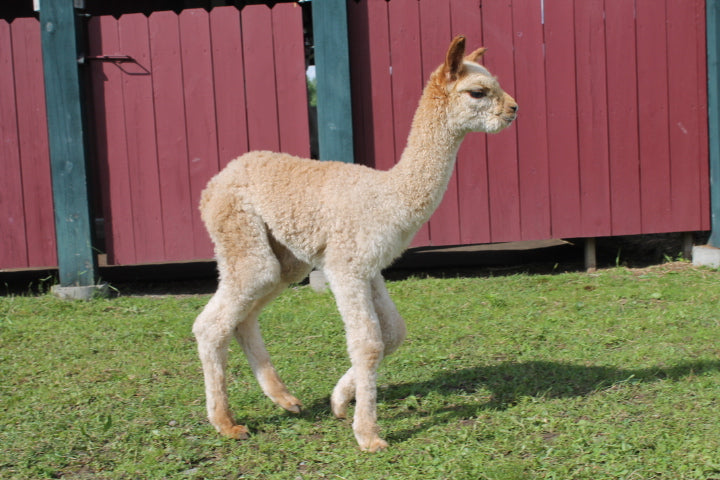DNA's Sir Athéo – Domaine des Nobles Alpagas
