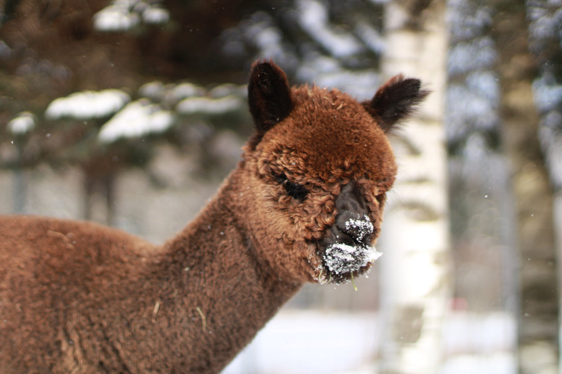 Domaine des Nobles Alpagas | Éleveur et produits de fibre d'alpagas