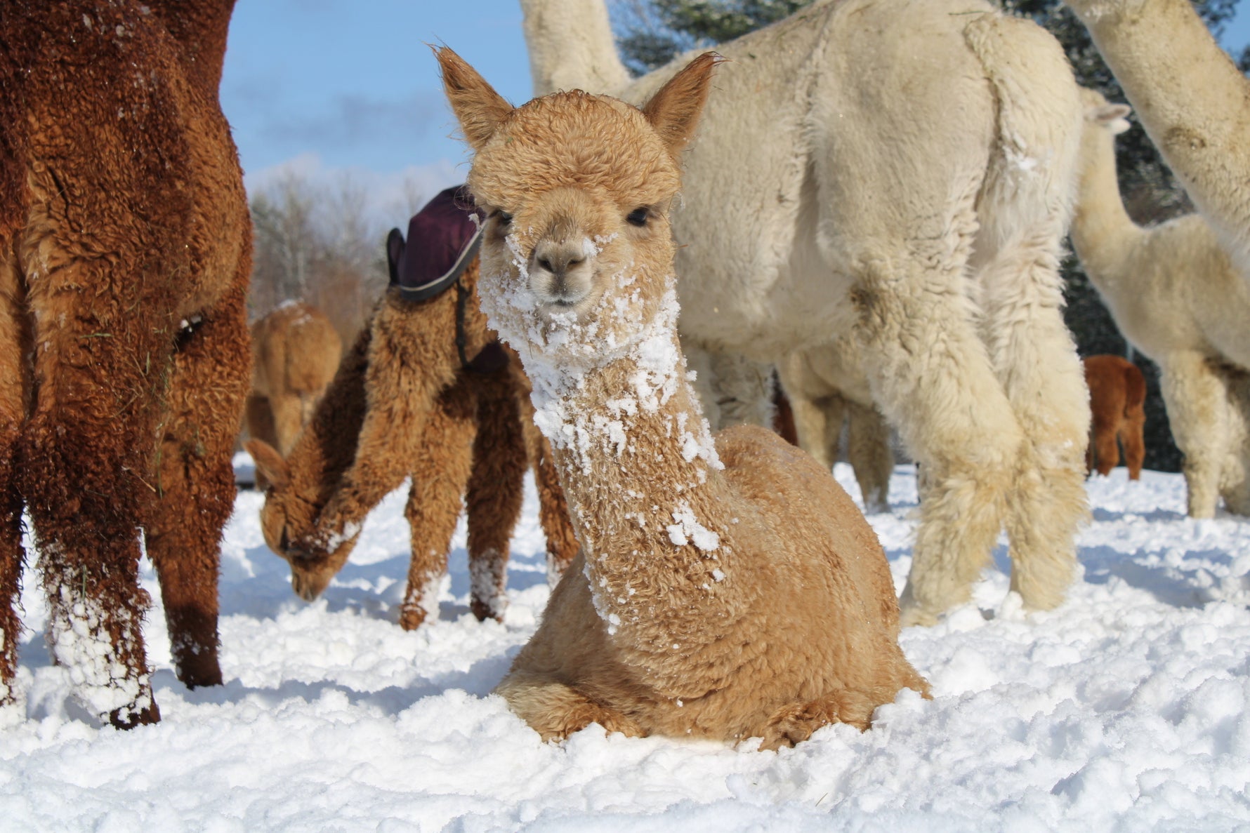 Domaine des Nobles Alpagas | Éleveur et produits de fibre d'alpagas