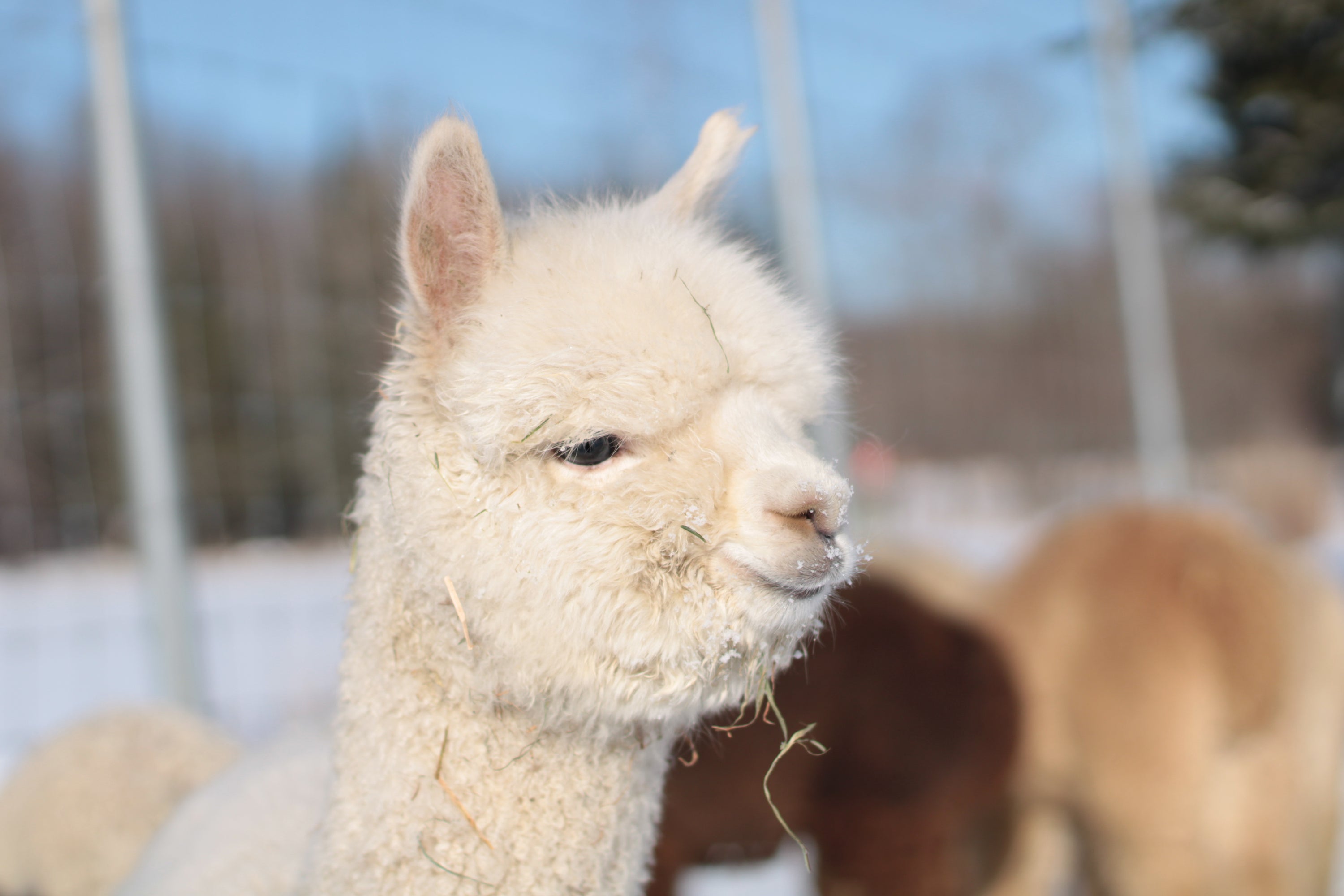 Domaine des Nobles Alpagas | Éleveur et produits de fibre d'alpagas